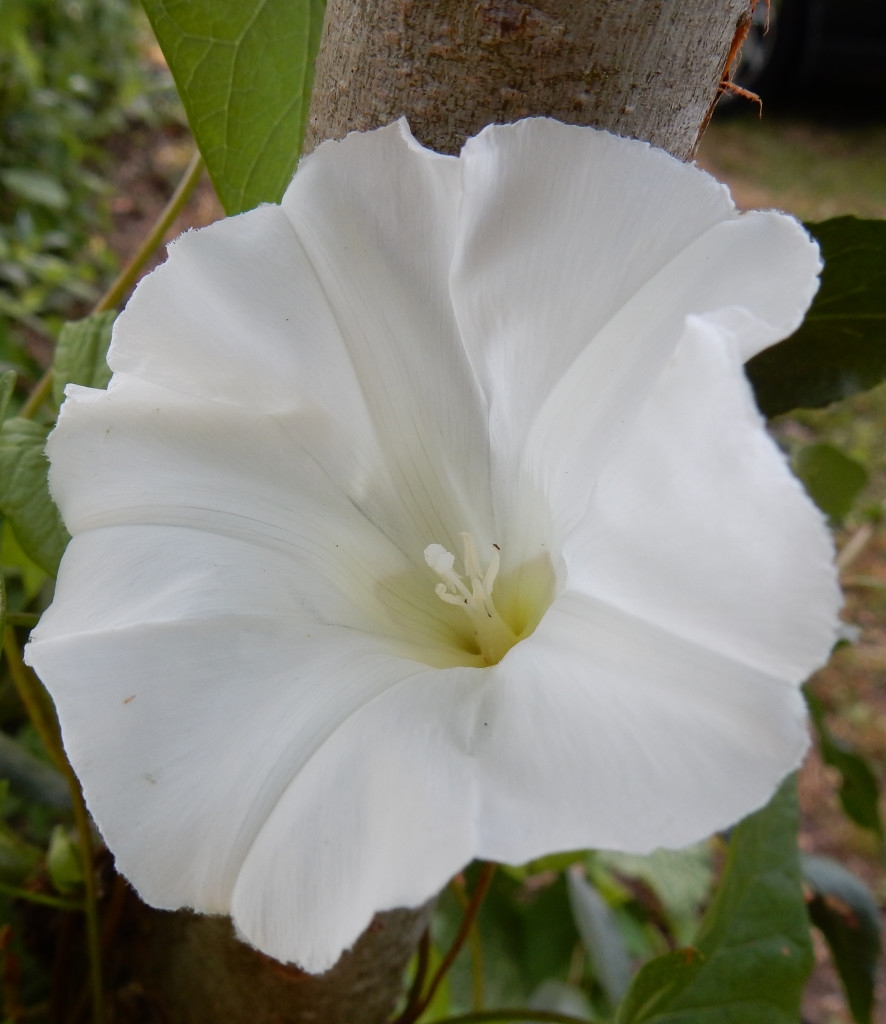 Haagwinde* | bloesemwinkel.nl